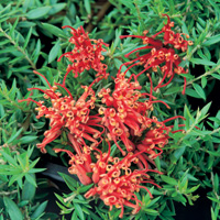 Waterwise Plant Details