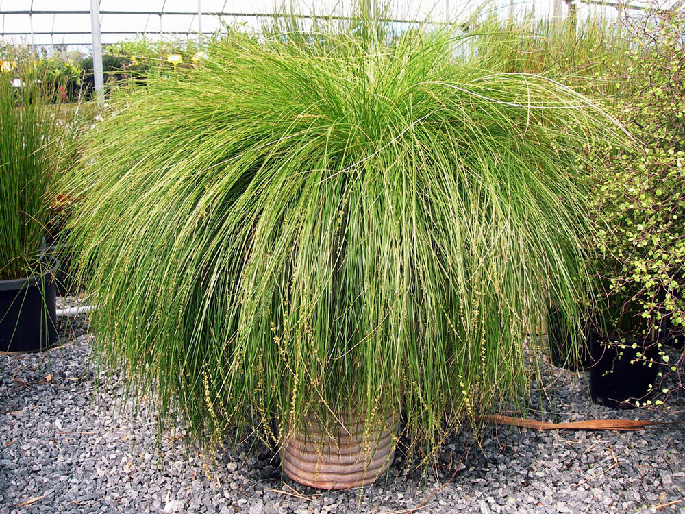 Waterwise Plant Details