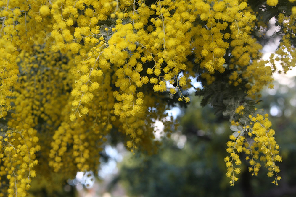 Waterwise Plant Details