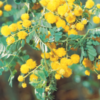Waterwise Plant Details