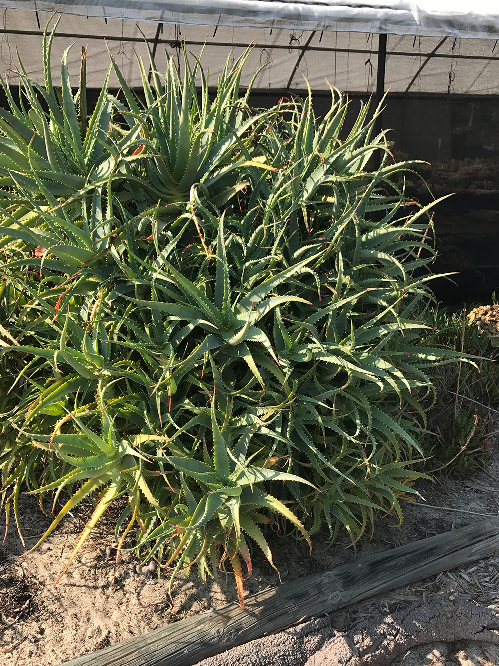 Waterwise Plant Details