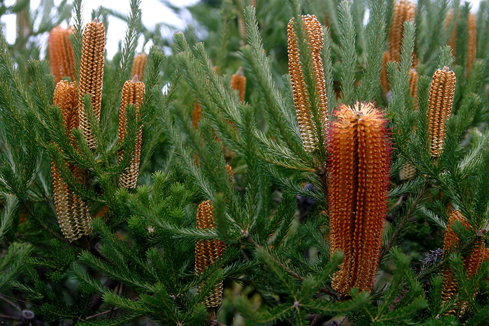 Waterwise Plant Details