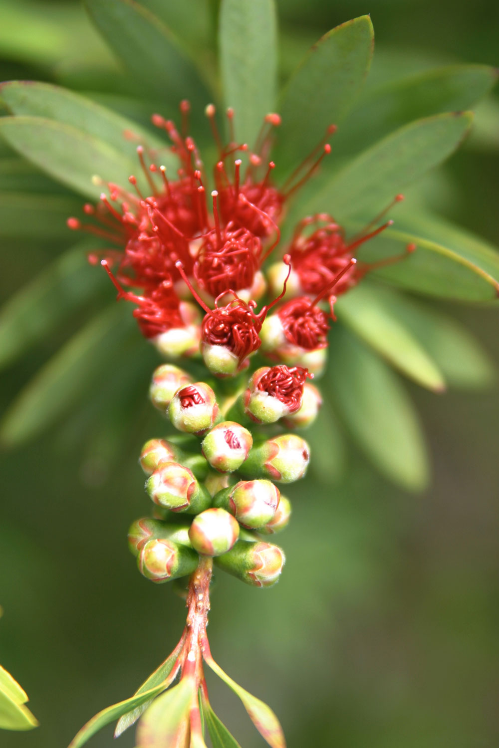 Waterwise Plant Details