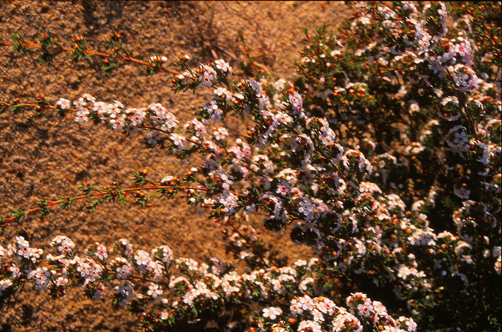 Waterwise Plant Details