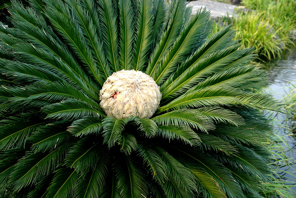 Waterwise Plant Details