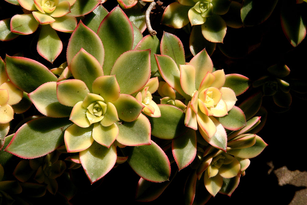 Waterwise Plant Details