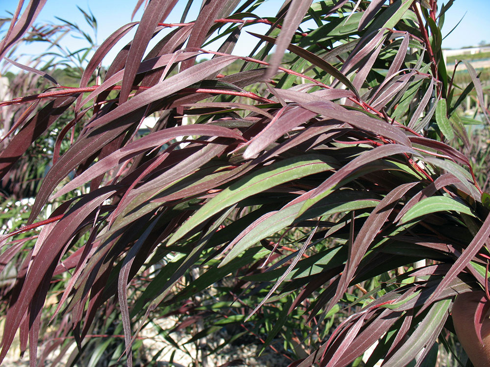 Waterwise Plant Details