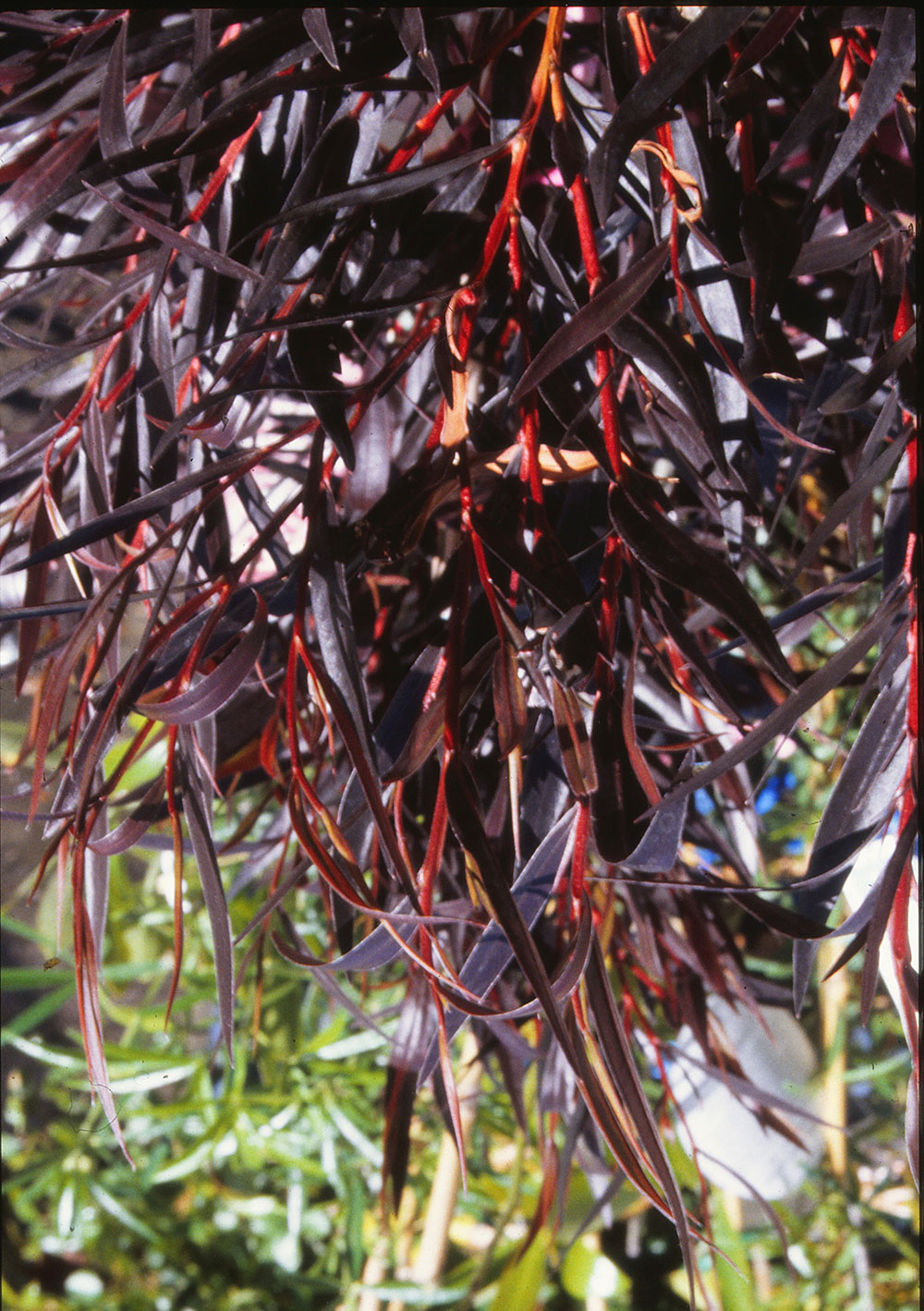 Waterwise Plant Details