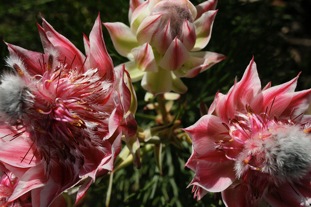 Waterwise Plant Details
