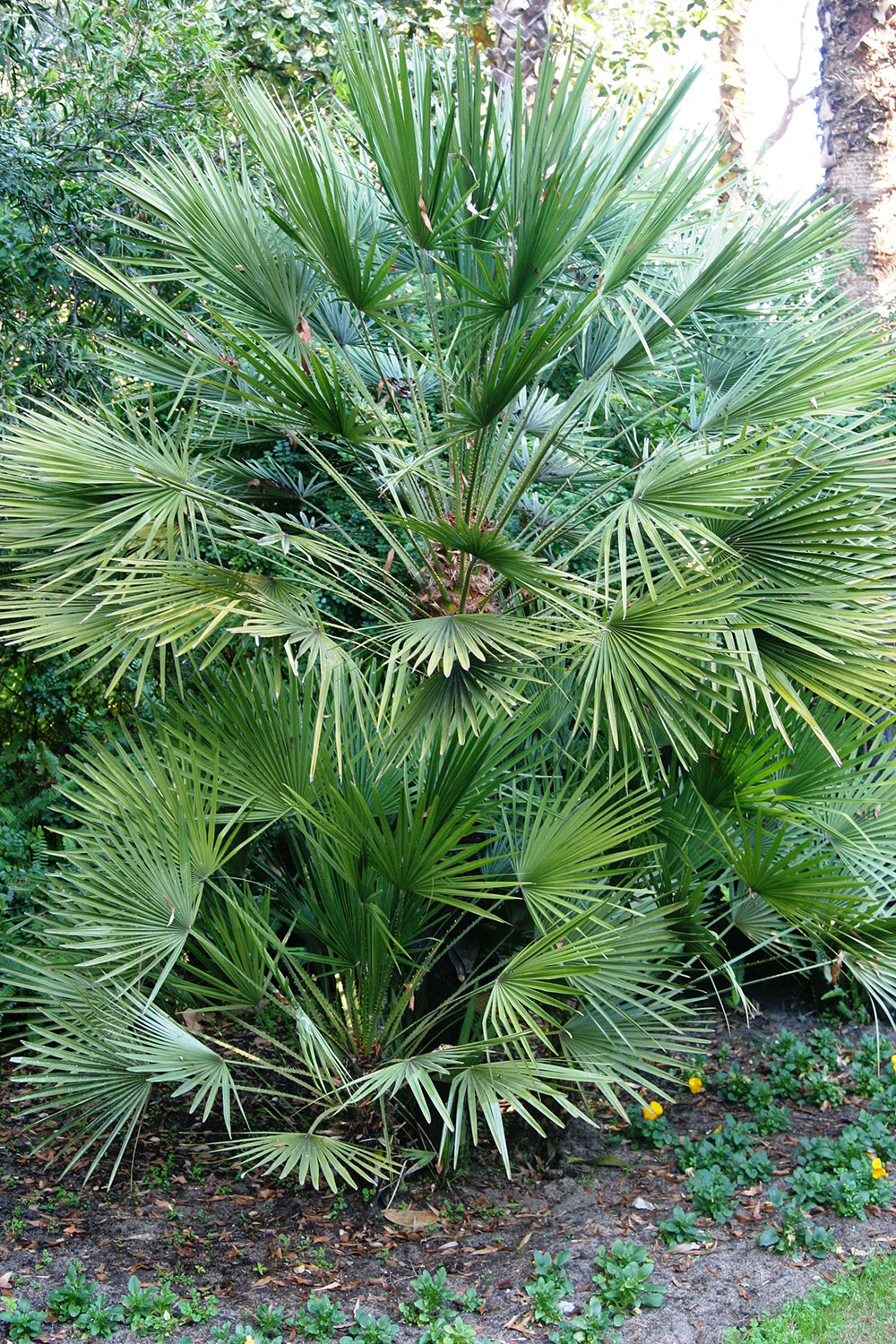 Waterwise Plant Details