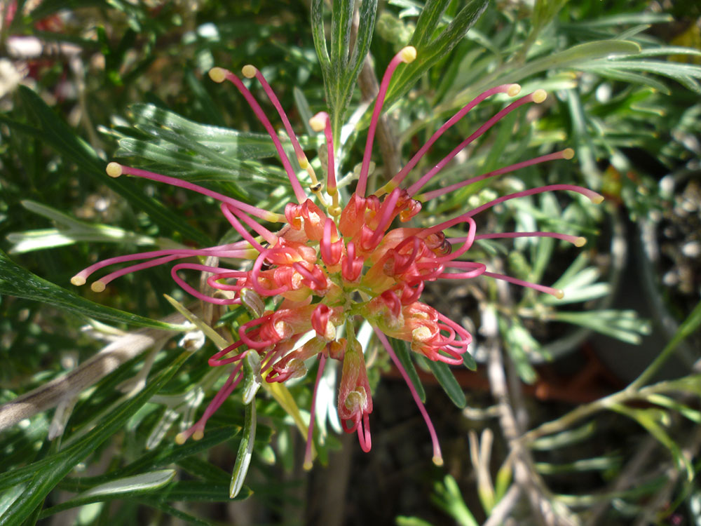 Waterwise Plant Details