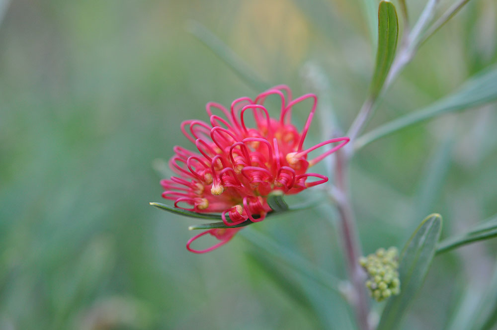 Waterwise Plant Details
