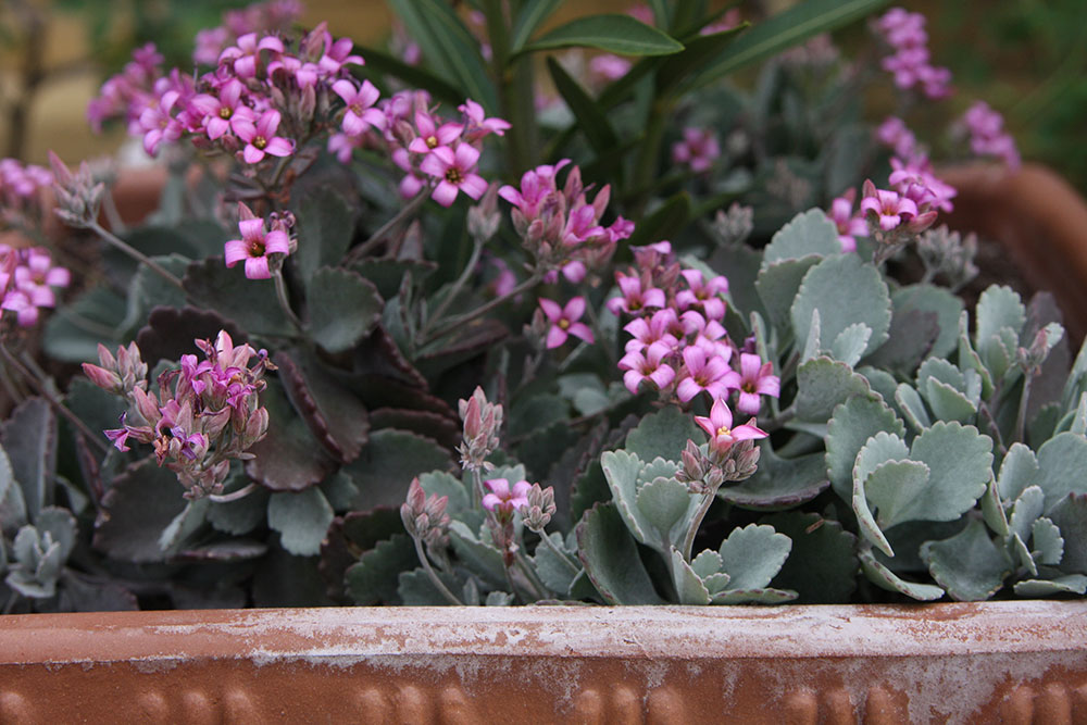 Waterwise Plant Details