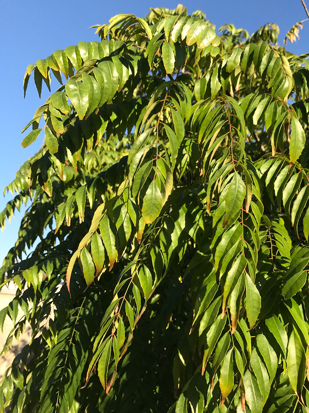 Waterwise Plant Details