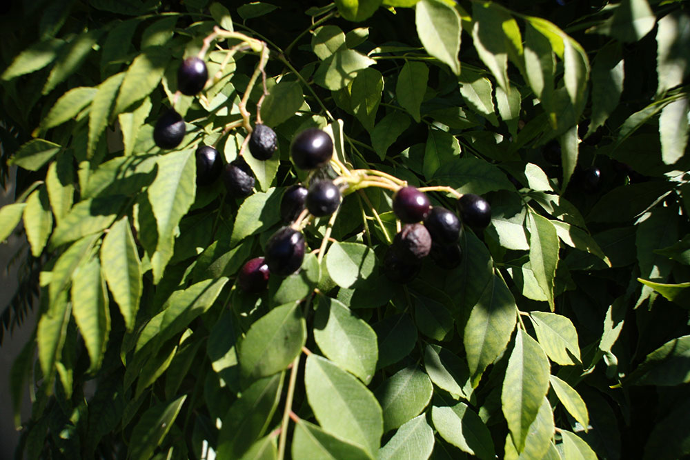 Waterwise Plant Details