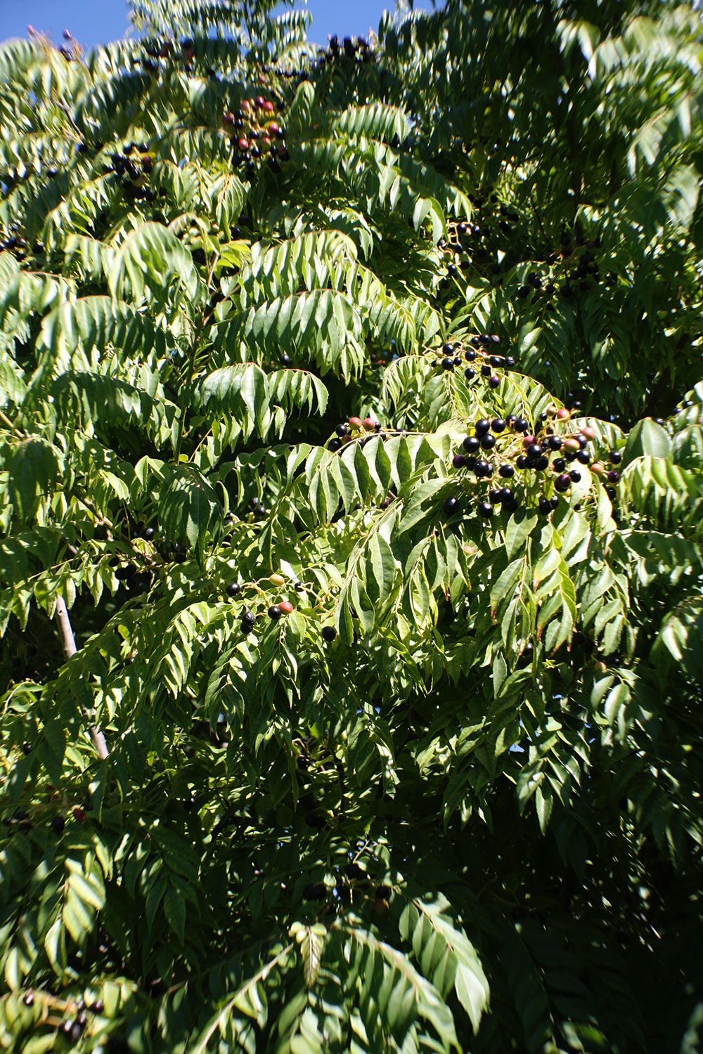 Waterwise Plant Details
