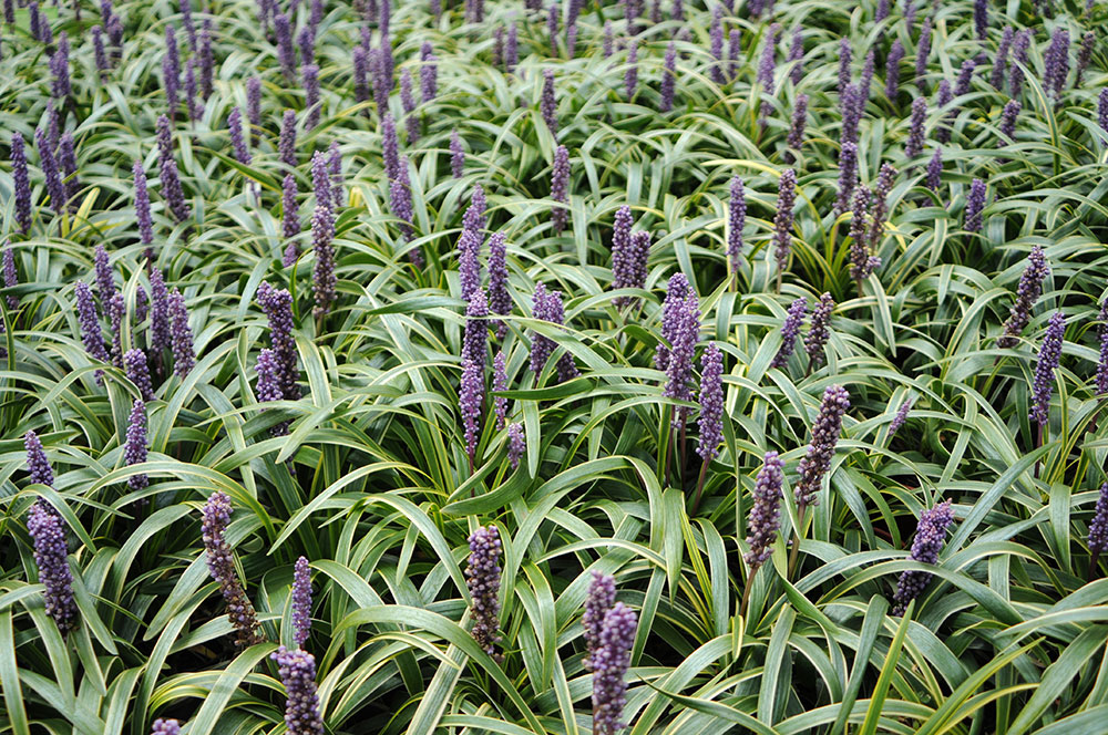 Waterwise Plant Details