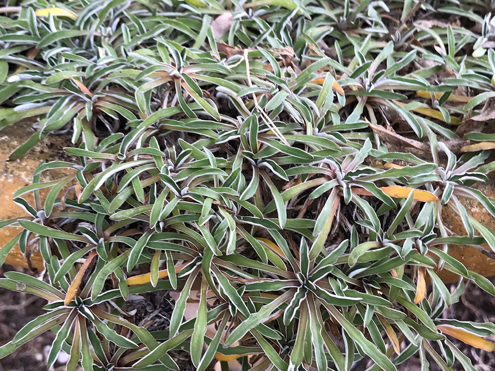 Waterwise Plant Details