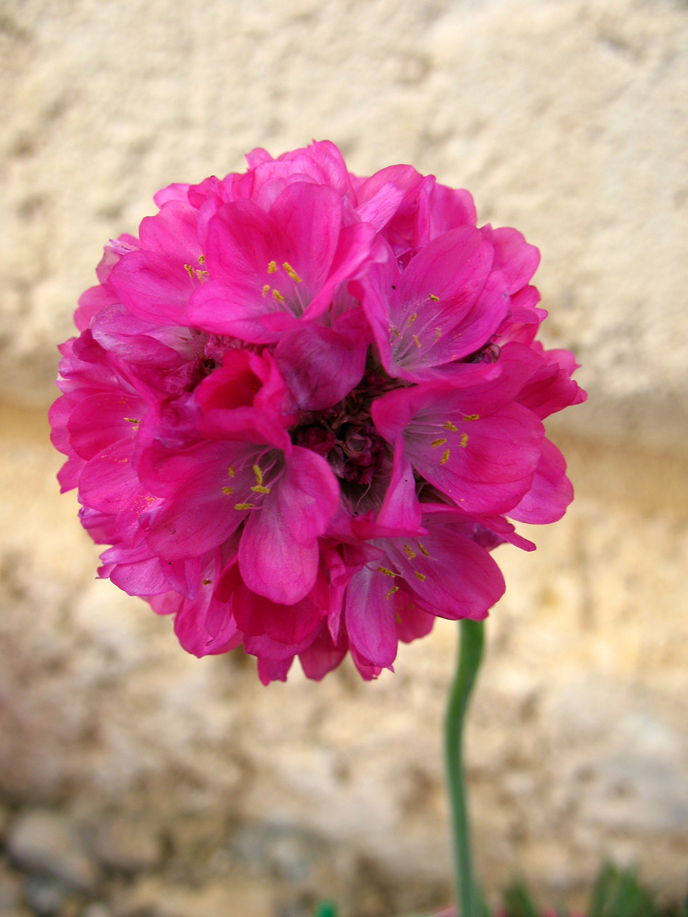 Waterwise Plant Details