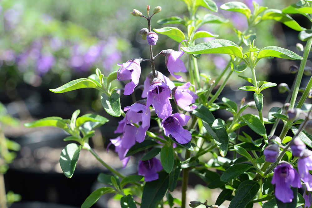 Waterwise Plant Details