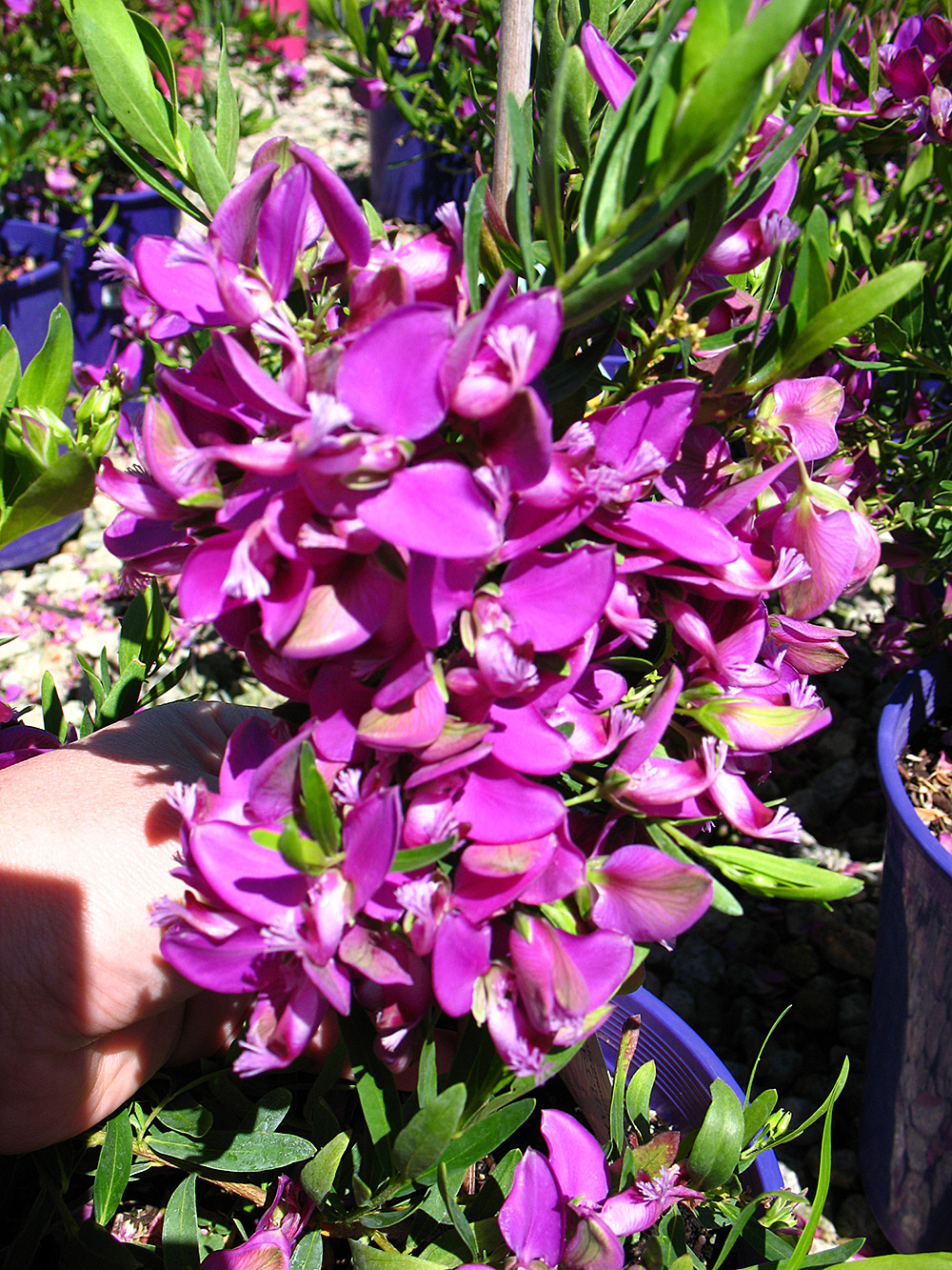 Waterwise Plant Details