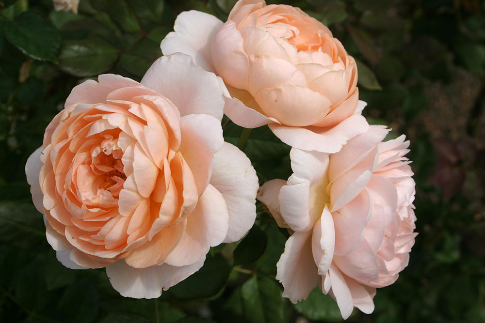 Waterwise Plant Details