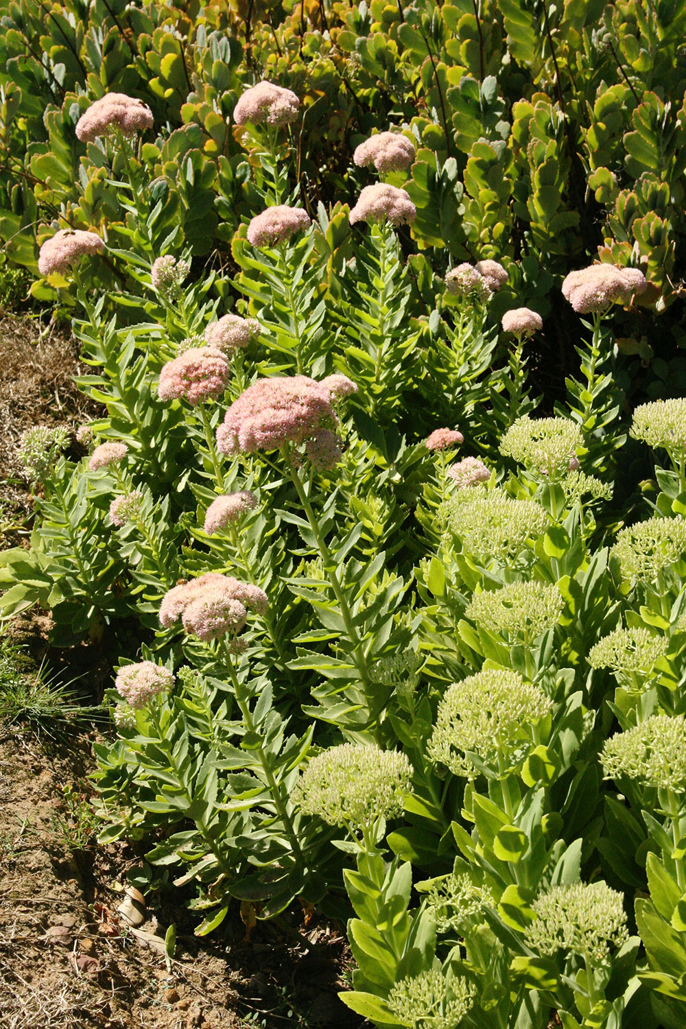 Waterwise Plant Details