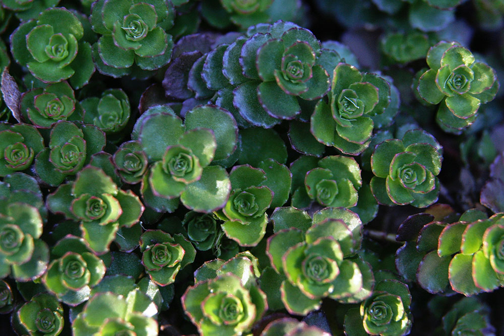 Waterwise Plant Details