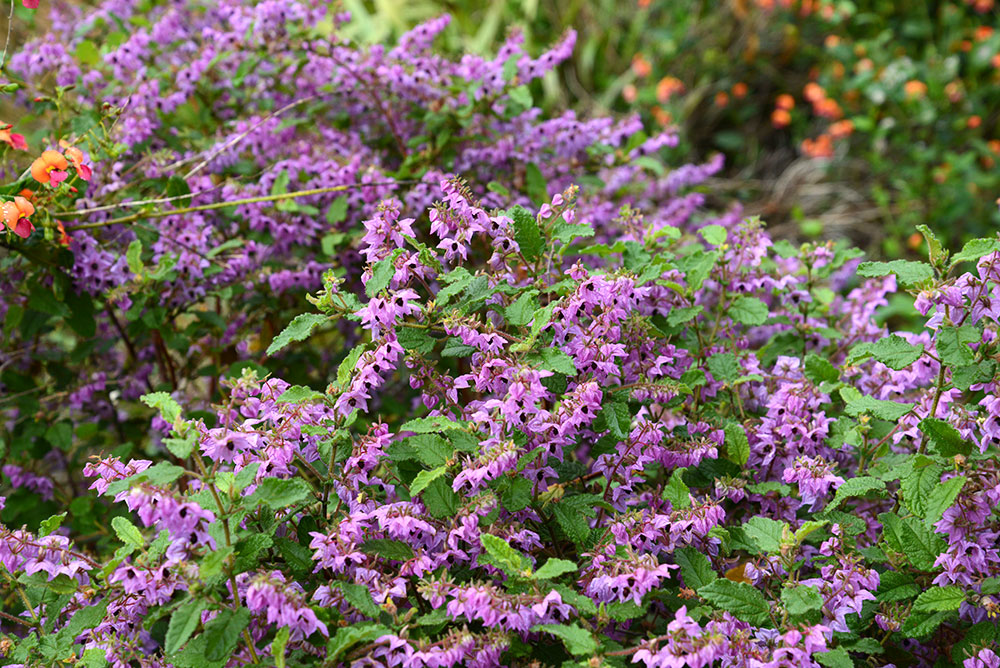 Waterwise Plant Details