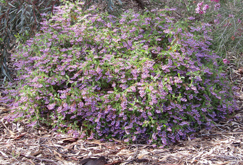 Waterwise Plant Details