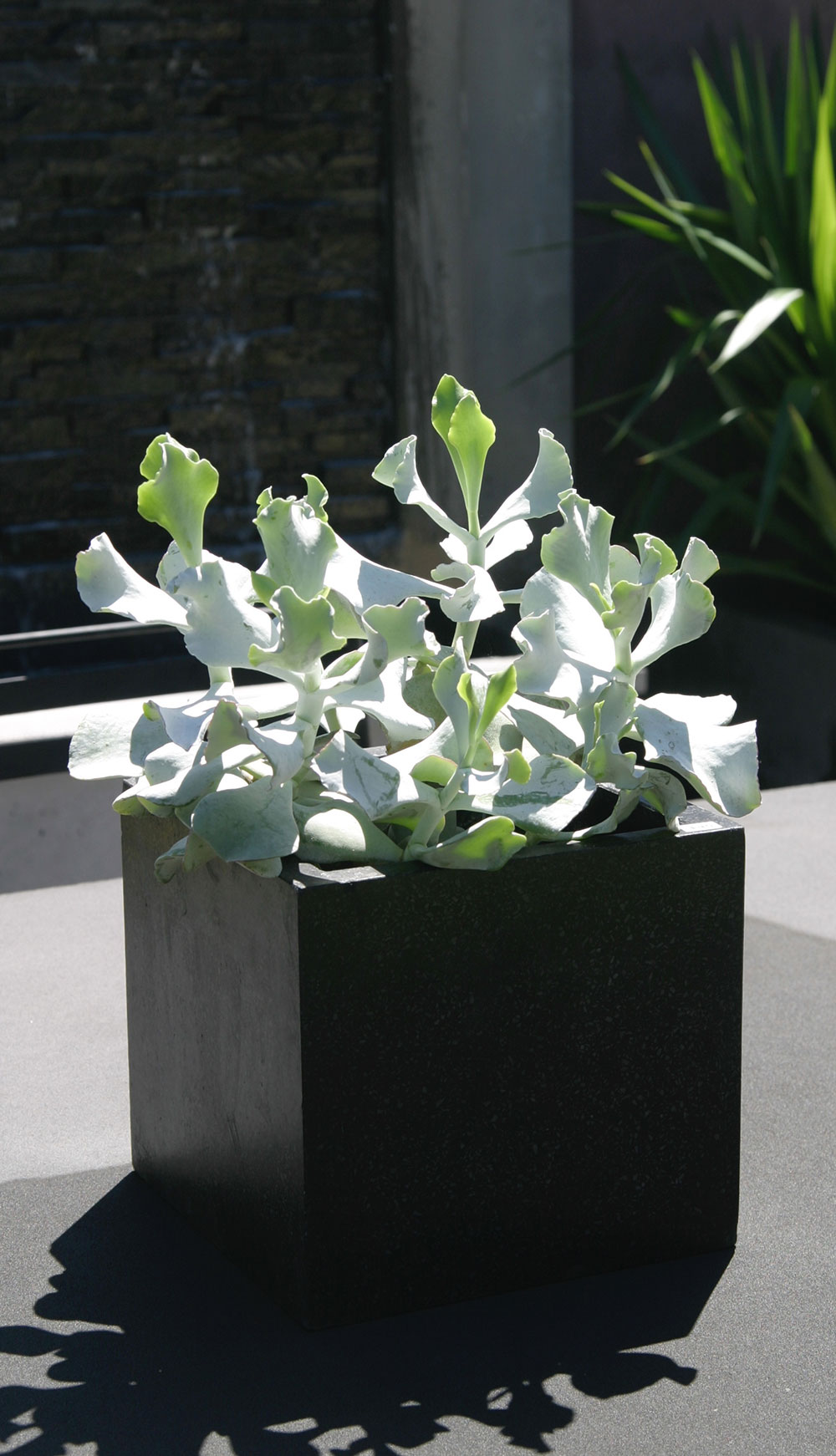 Waterwise Plant Details