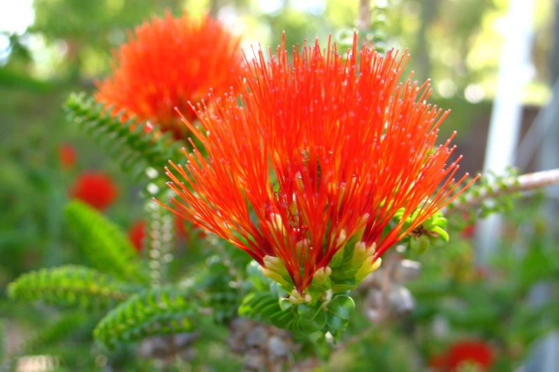 Waterwise Plant Details