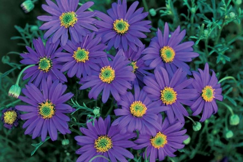 Waterwise Plant Details