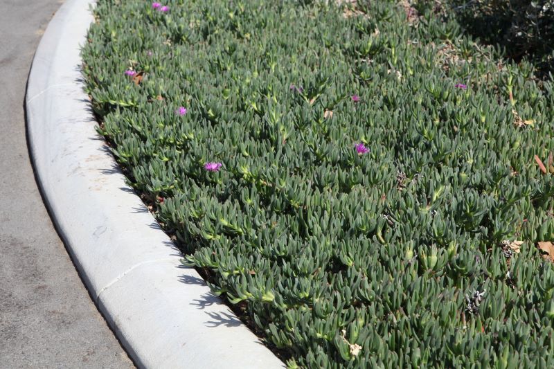 Waterwise Plant Details