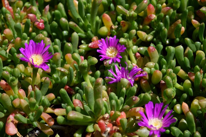 Waterwise Plant Details