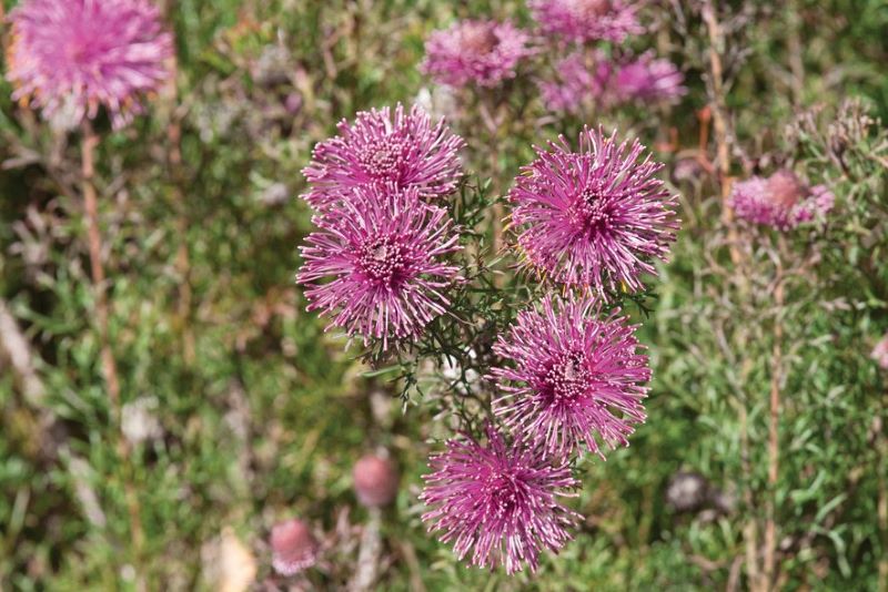 Waterwise Plant Details