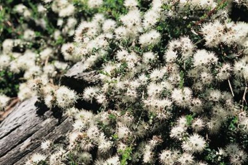 Waterwise Plant Details