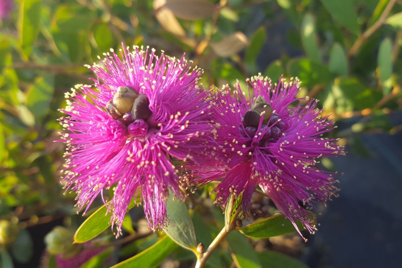 Waterwise Plant Details