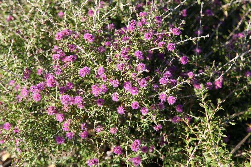 Waterwise Plant Details