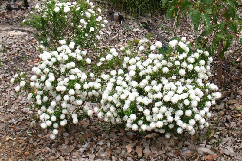 Waterwise Plant Details