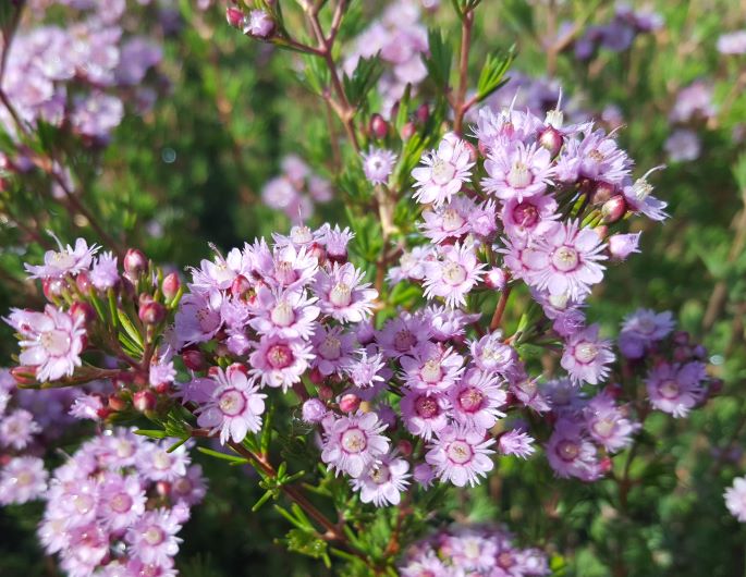 Waterwise Plant Details