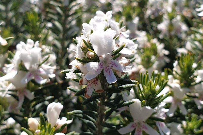 Waterwise Plant Details