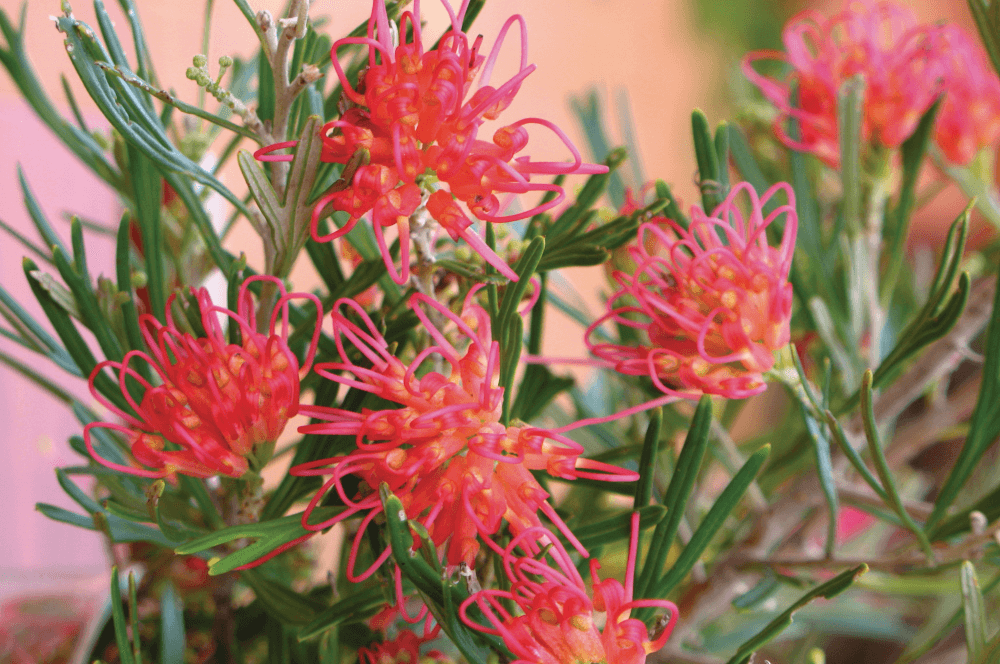 Waterwise Plant Details