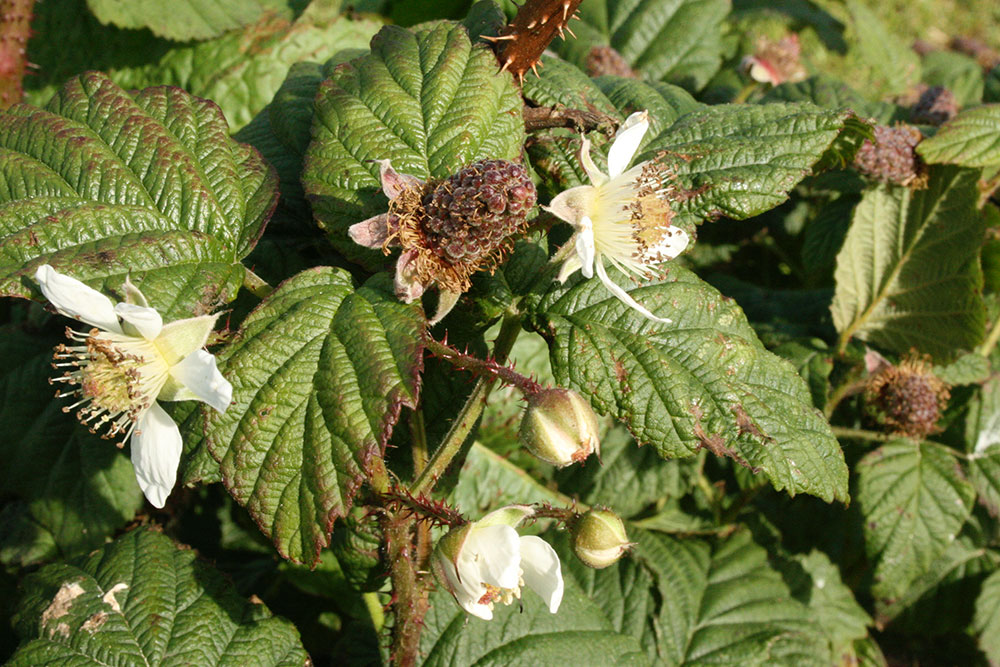Waterwise Plant Details