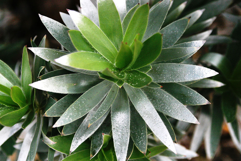 Waterwise Plant Details