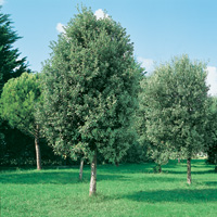 Waterwise Plant Details