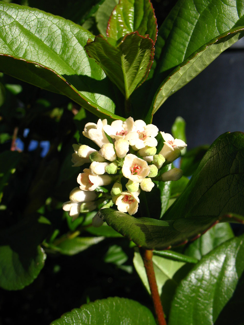 Waterwise Plant Details