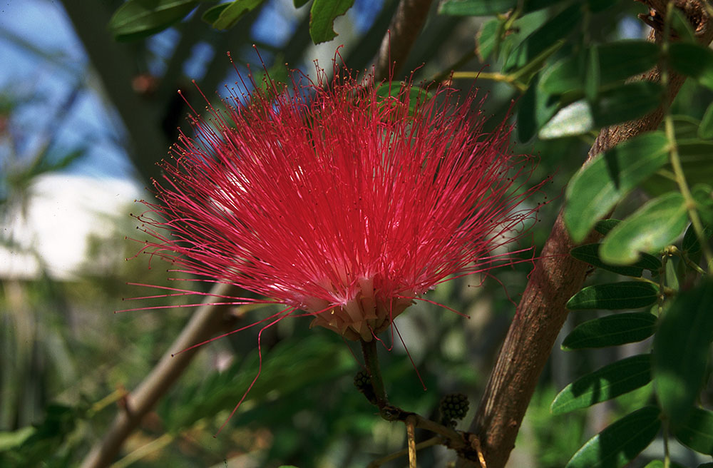 Waterwise Plant Details