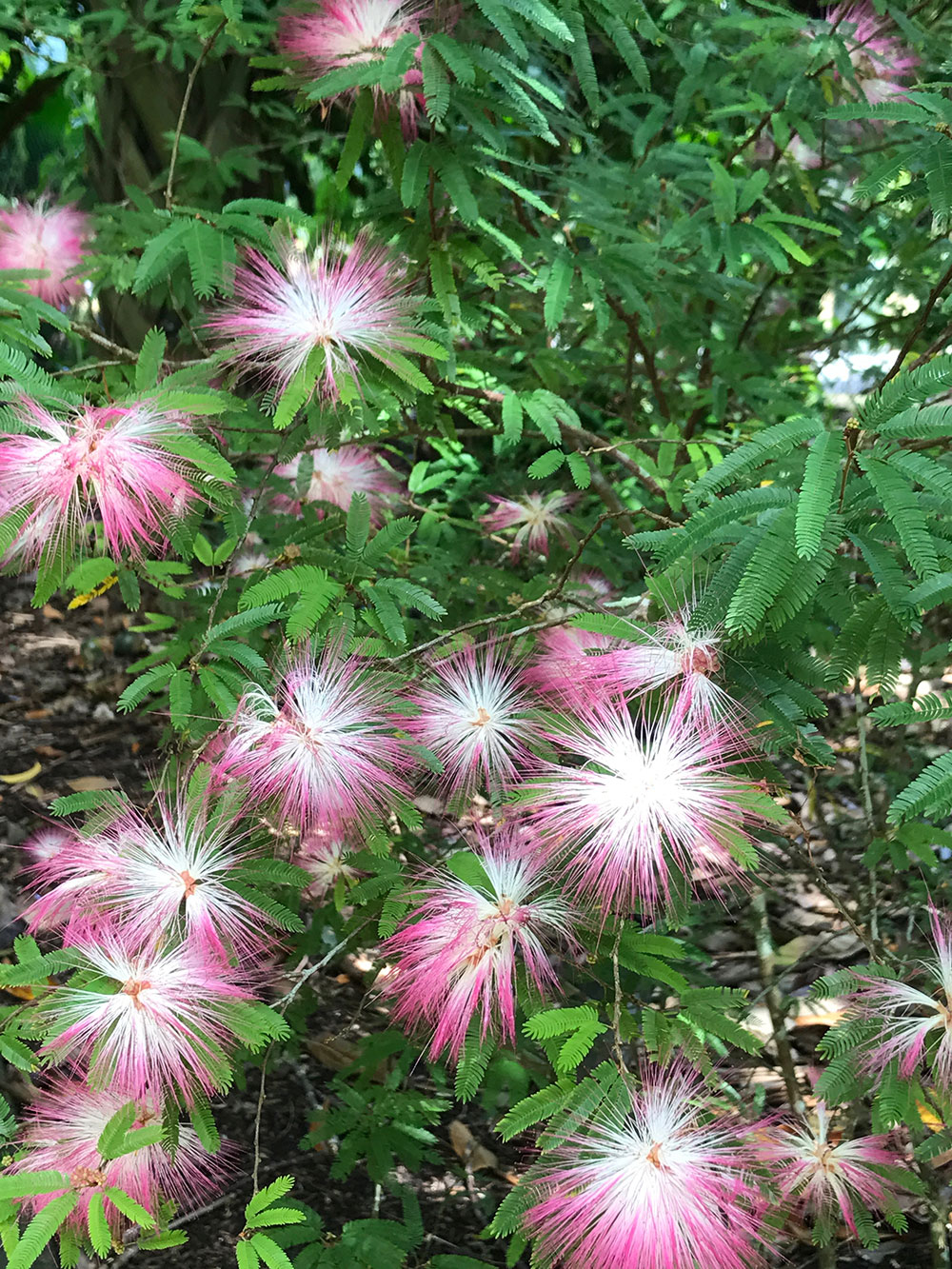 Waterwise Plant Details