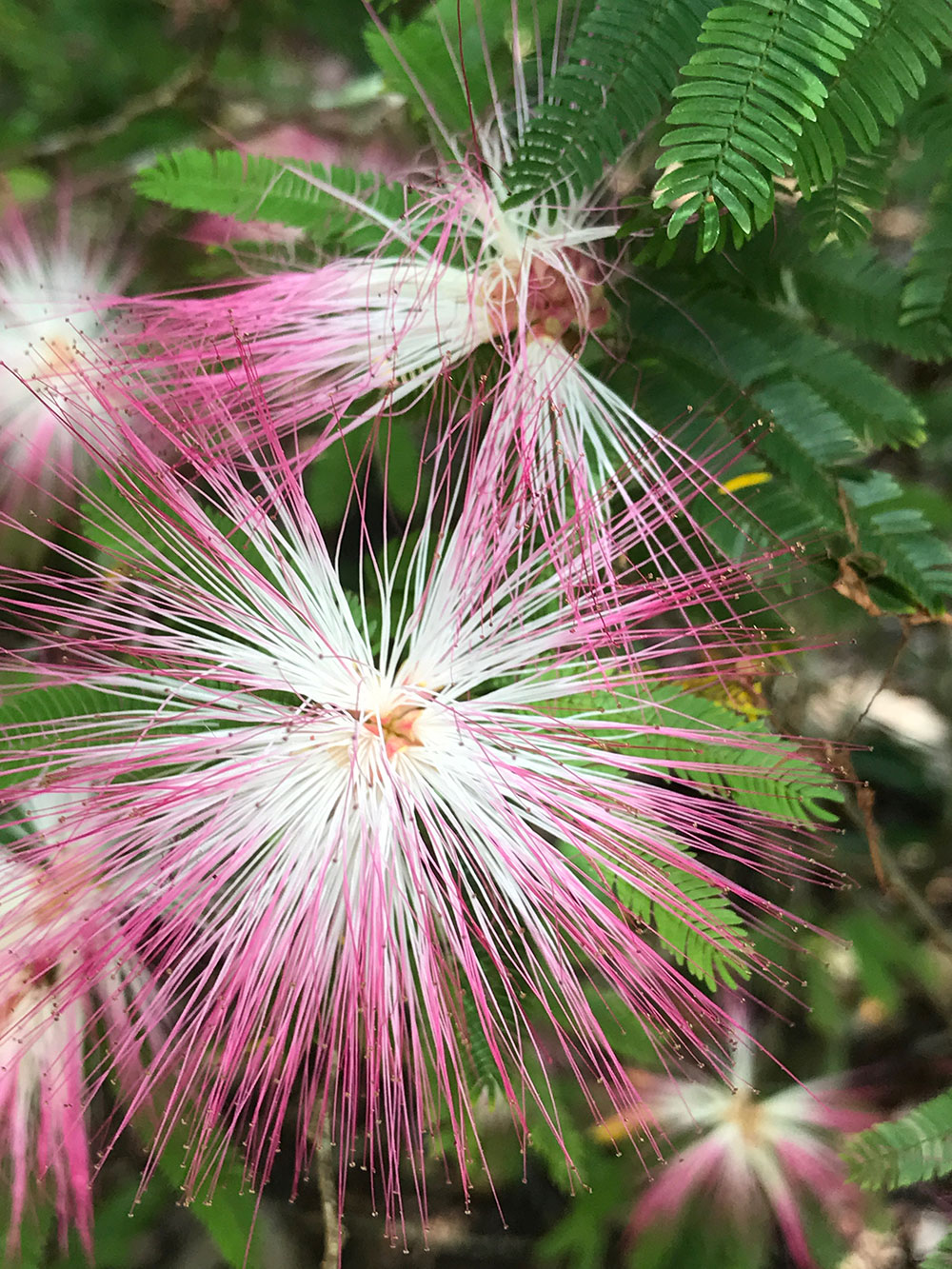 Waterwise Plant Details